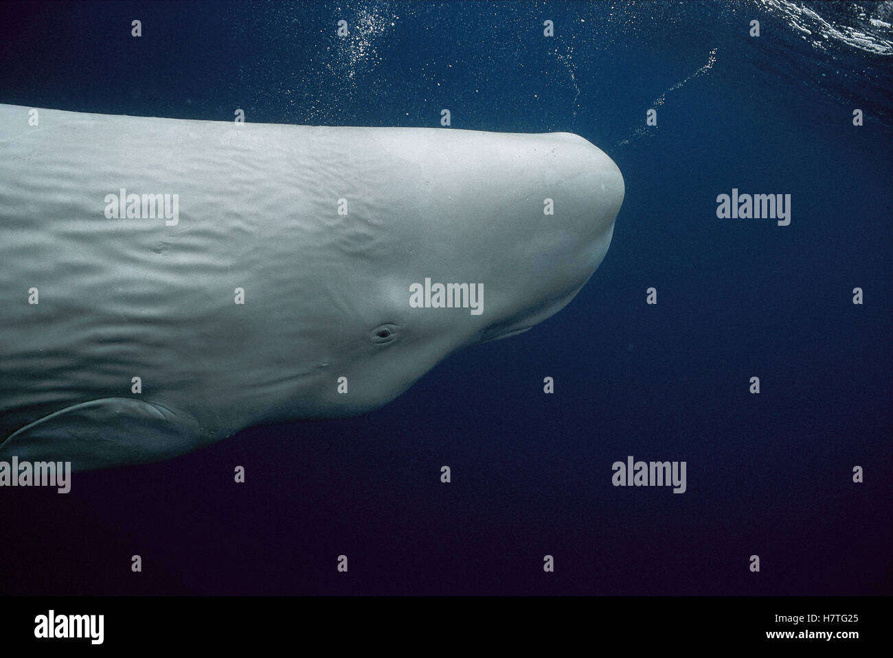 Sperm Whale (Physeter macrocephalus) white morph portrait, Azores ...