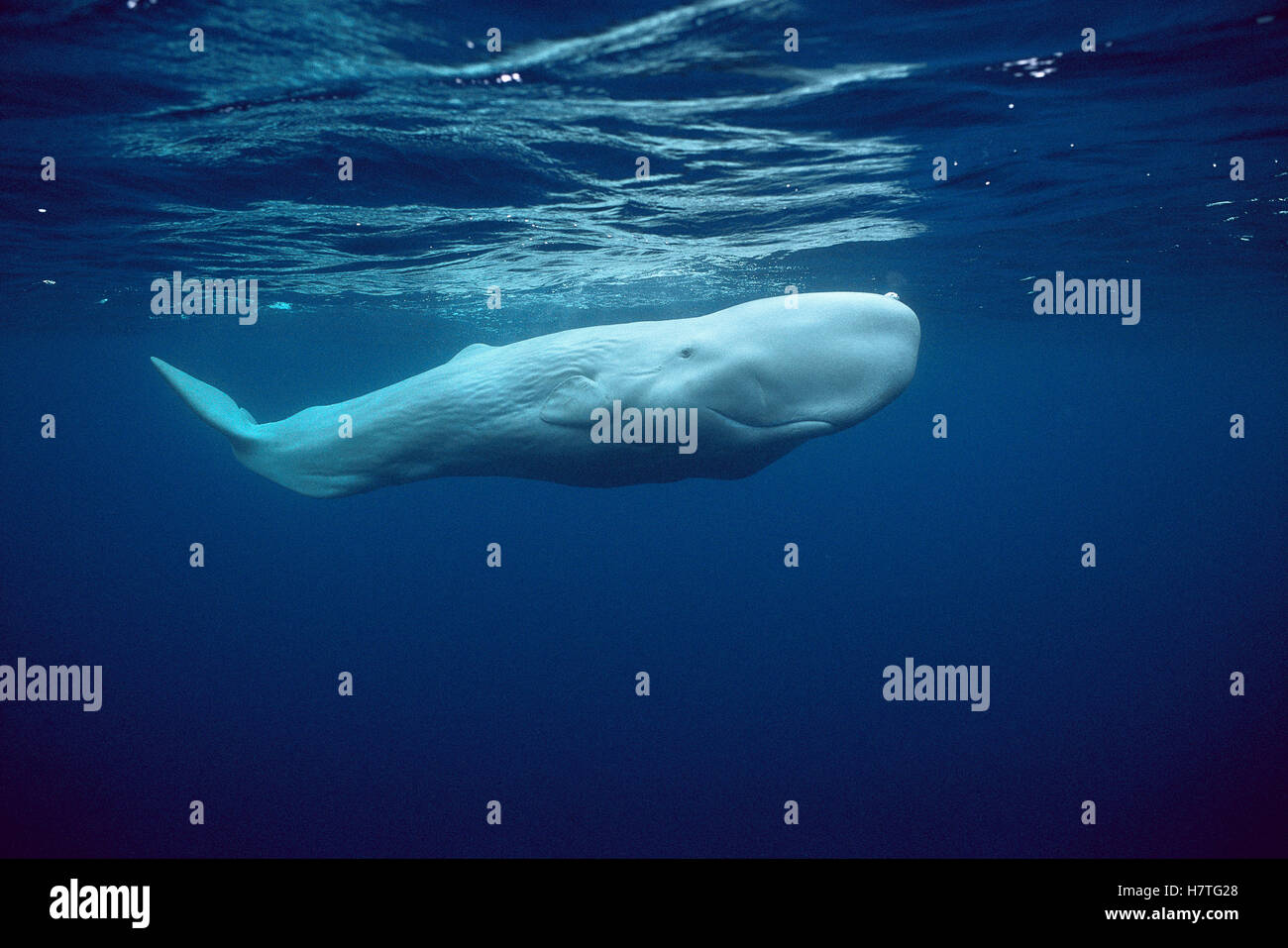 Sperm Whale (Physeter macrocephalus) white morph near surface, Azores ...