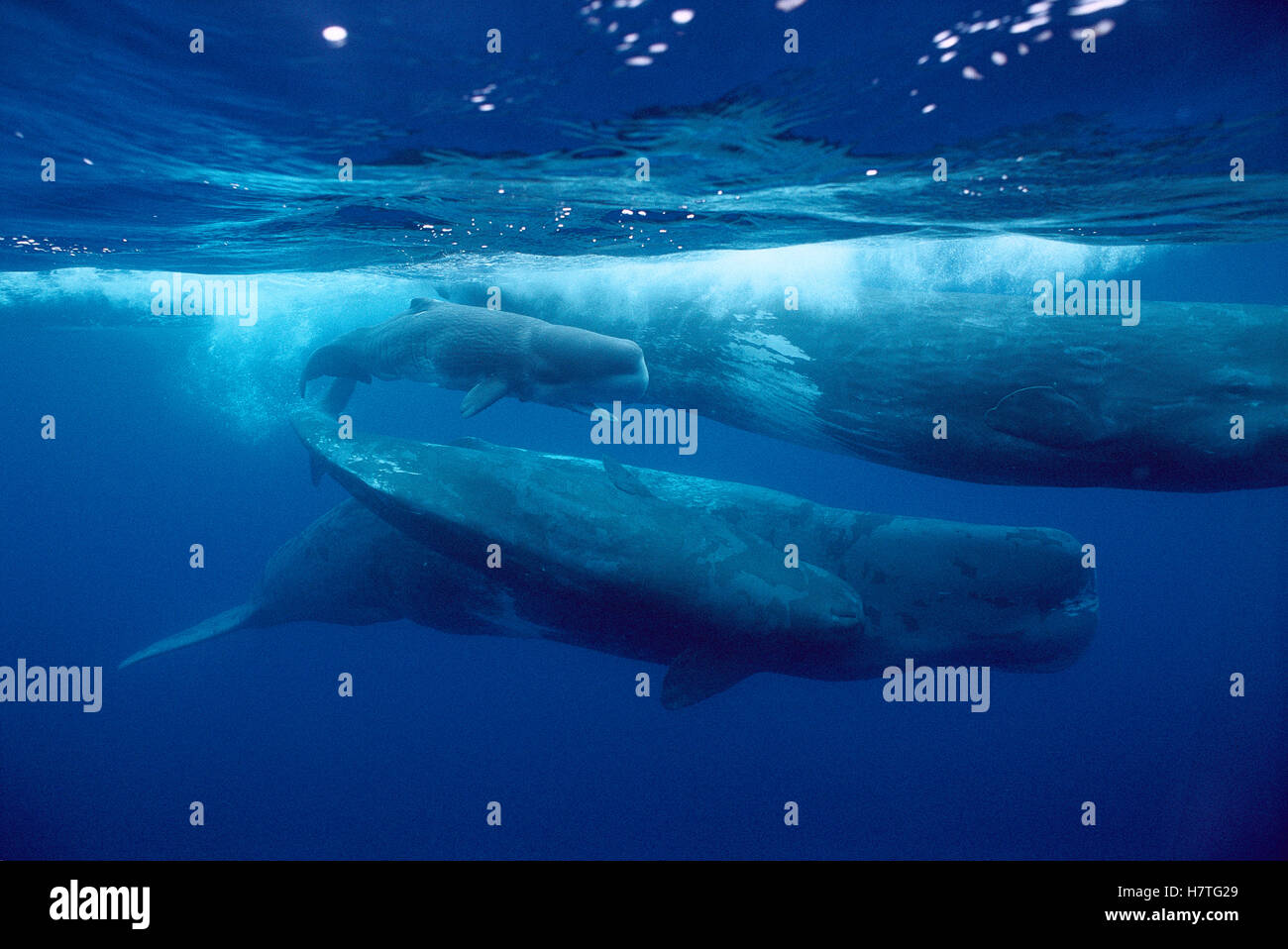 Sperm Whale (Physeter macrocephalus) pod underwater, Azores Islands, Portugal Stock Photo - Alamy