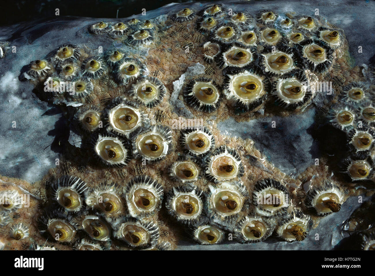 Gray Whale (Eschrichtius robustus) skin with barnacles and sea lice ...