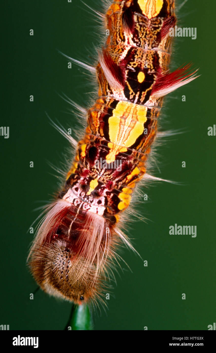 Blue Morpho (Morpho peleides) butterfly, caterpillar Stock Photo - Alamy