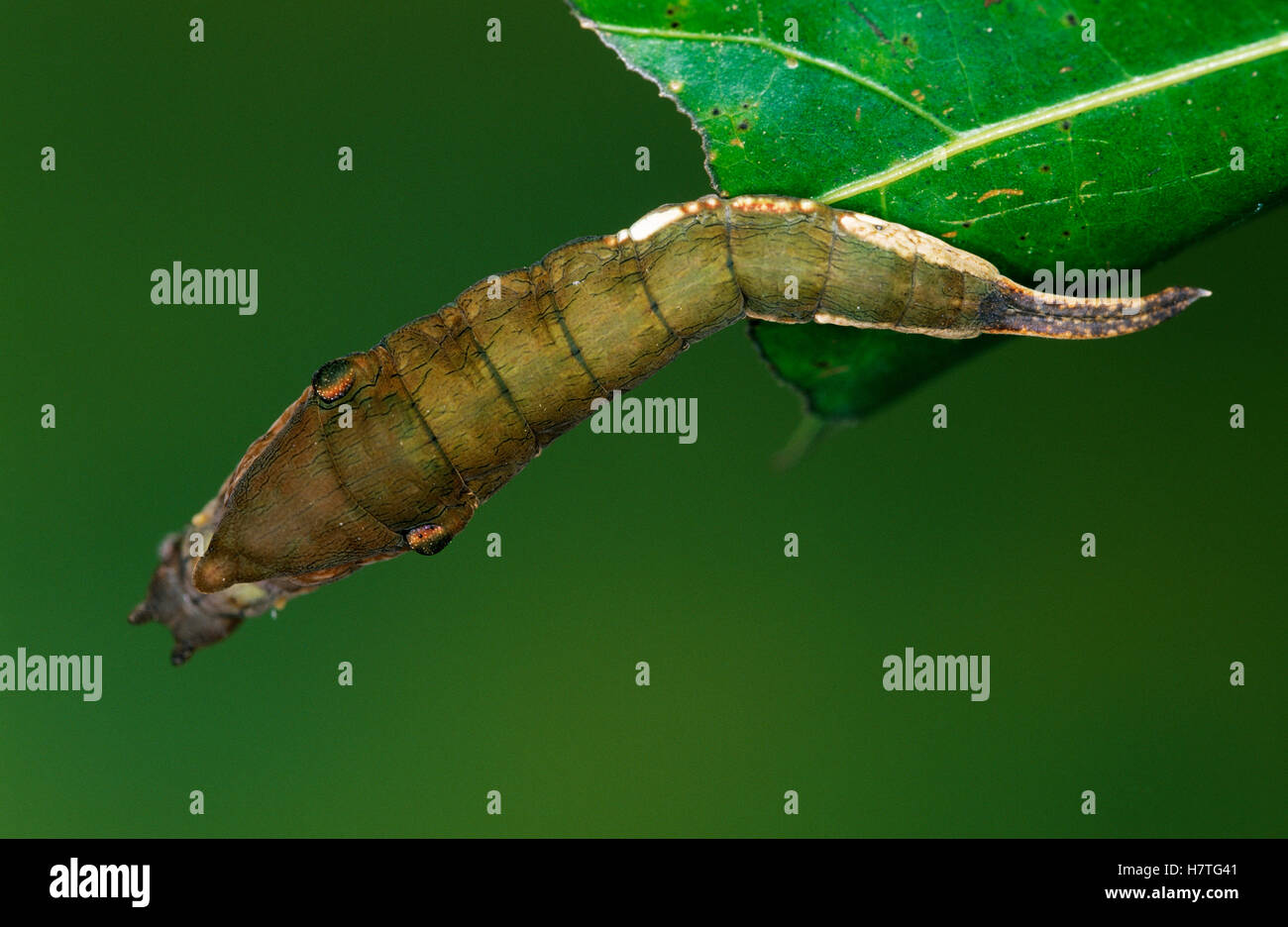 Nymphalid Butterfly (Nymphalis sp) caterpillar on leaf Stock Photo - Alamy