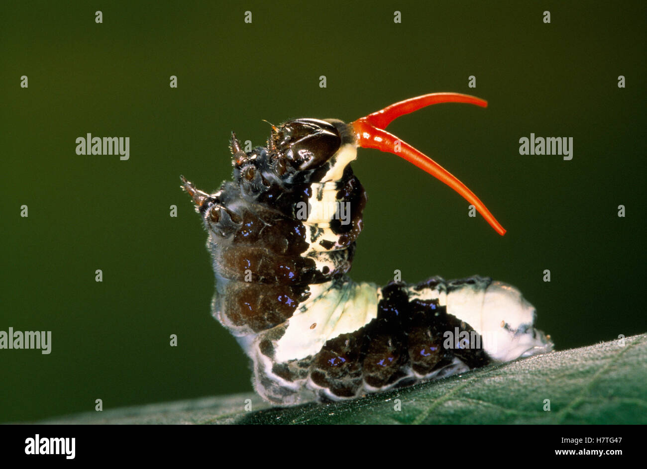 Thoas Swallowtail (Papilio thoas) butterfly caterpillar on leaf ...