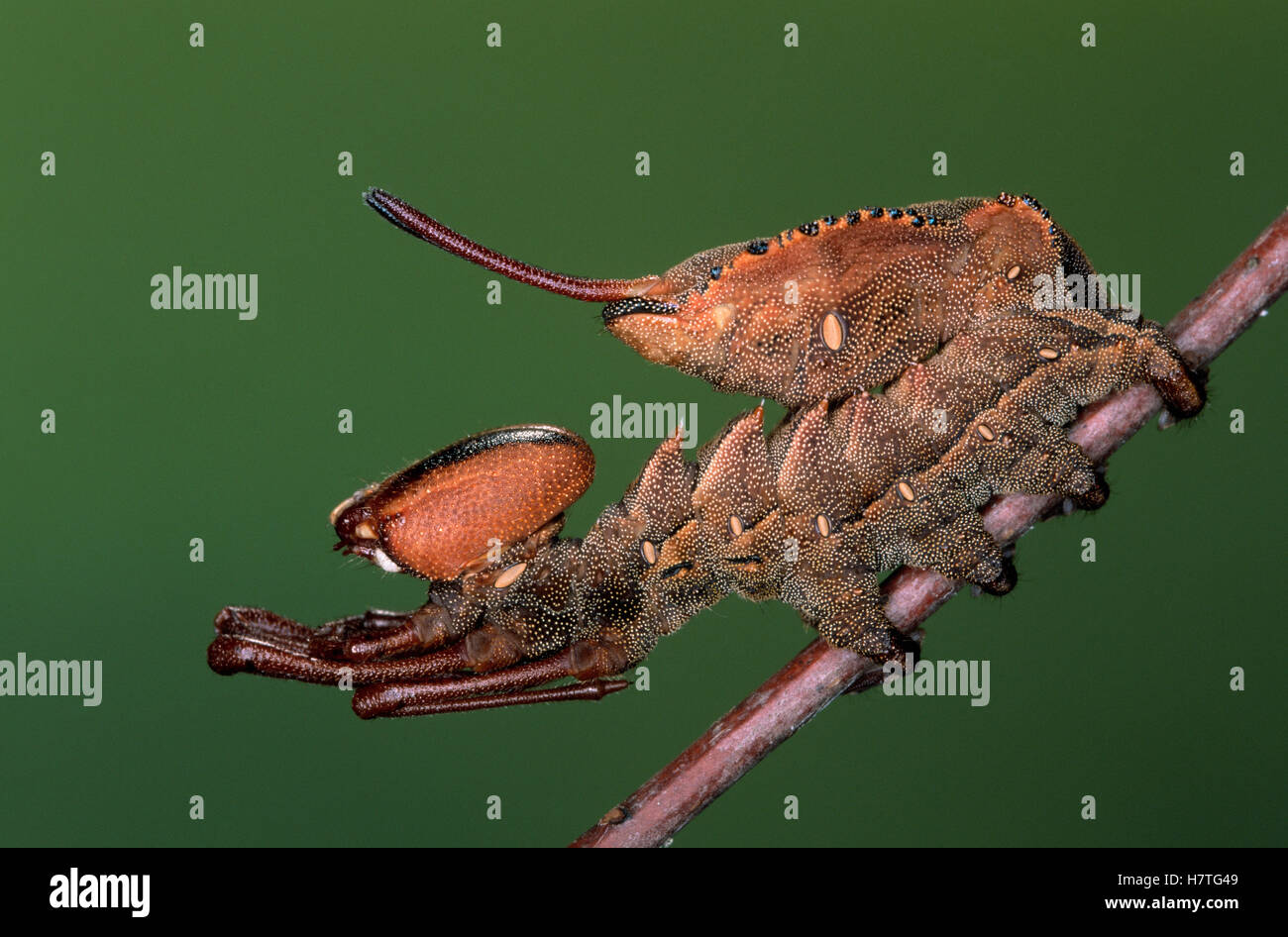 Lobster Moth (Stauropus fagi) caterpillar on twig, Europe Stock Photo ...