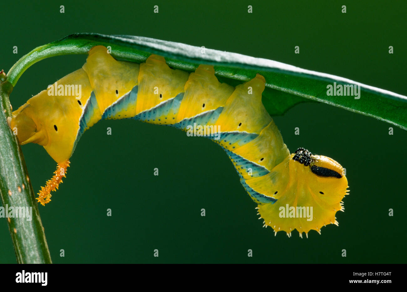 Death's Head Hawk Moth (Acherontia atropos) caterpillar, Europe Stock ...