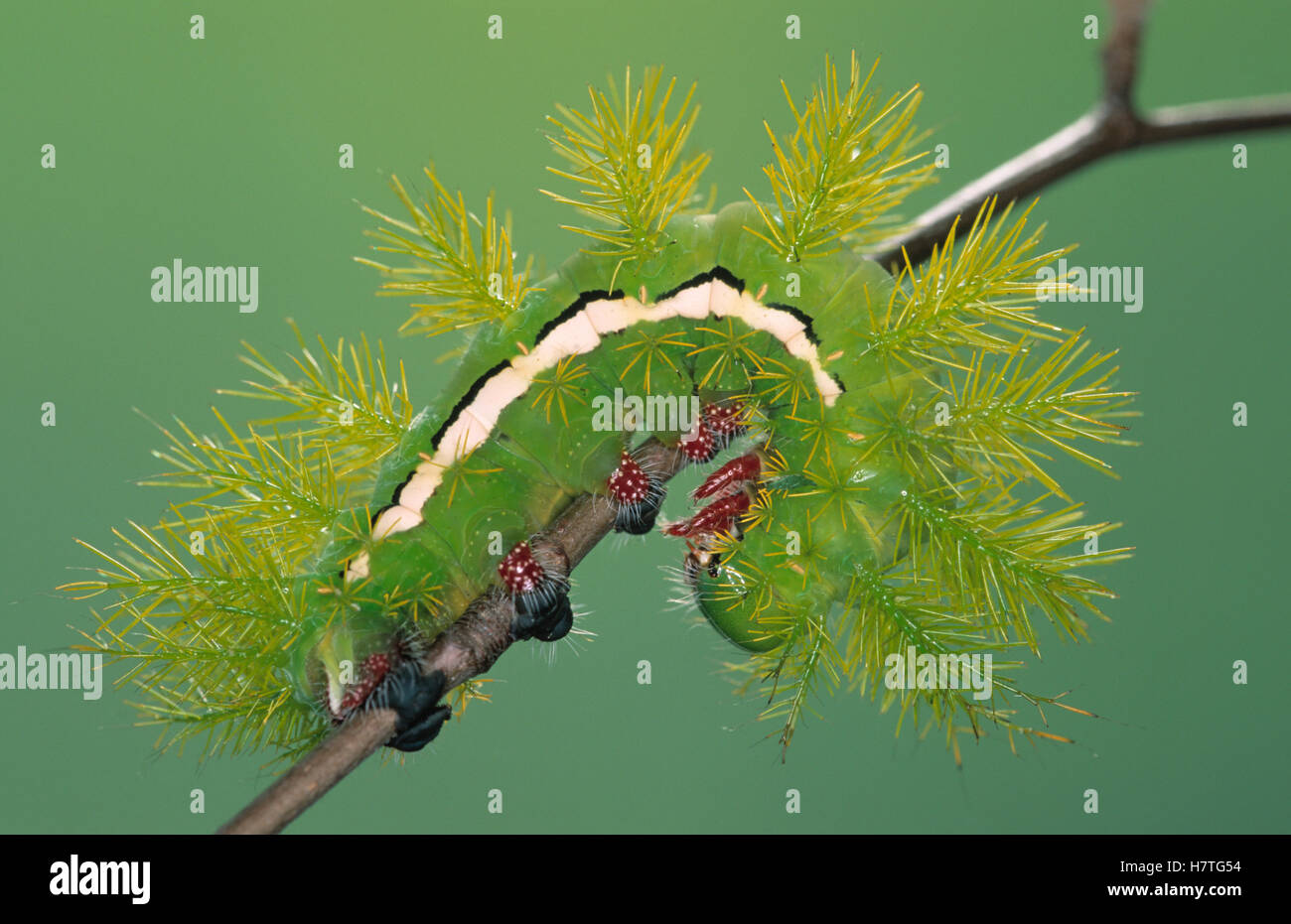 Moth (Automeris amanda) caterpillar, portrait, on stem Stock Photo - Alamy
