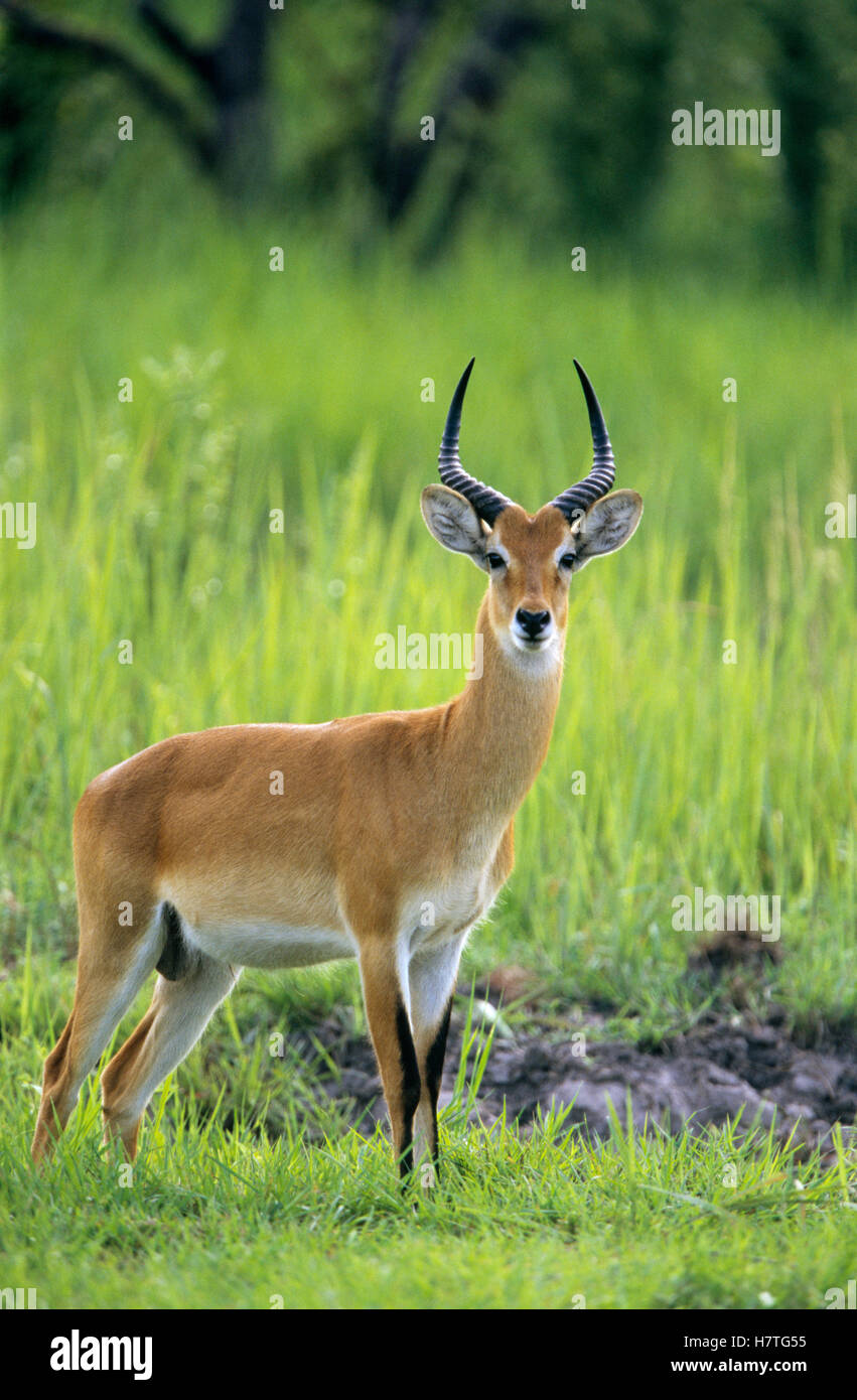 Kob (Kobus kob) frontal view of adult male Stock Photo - Alamy