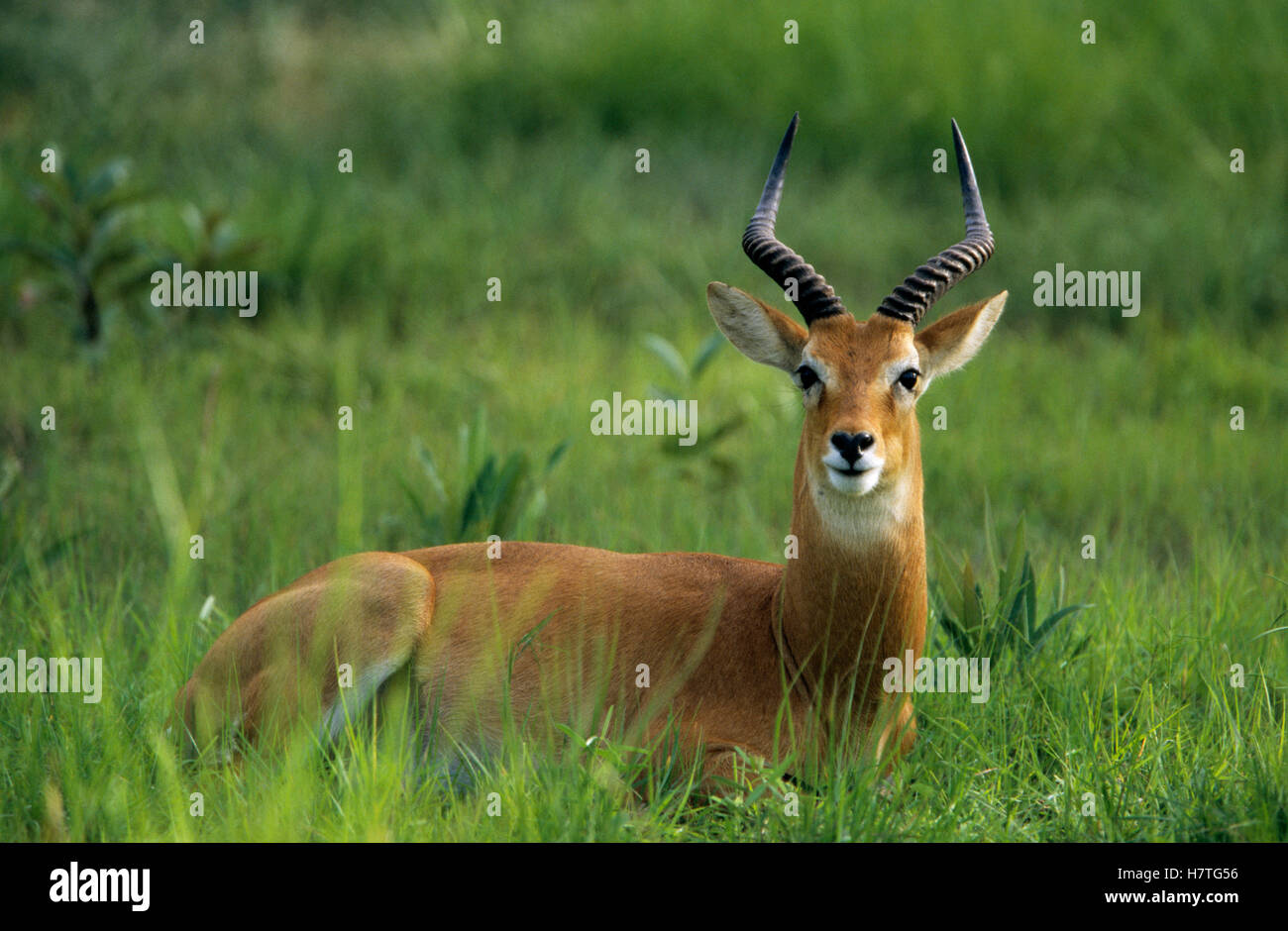 Kob (Kobus kob) adult male lying down Stock Photo - Alamy