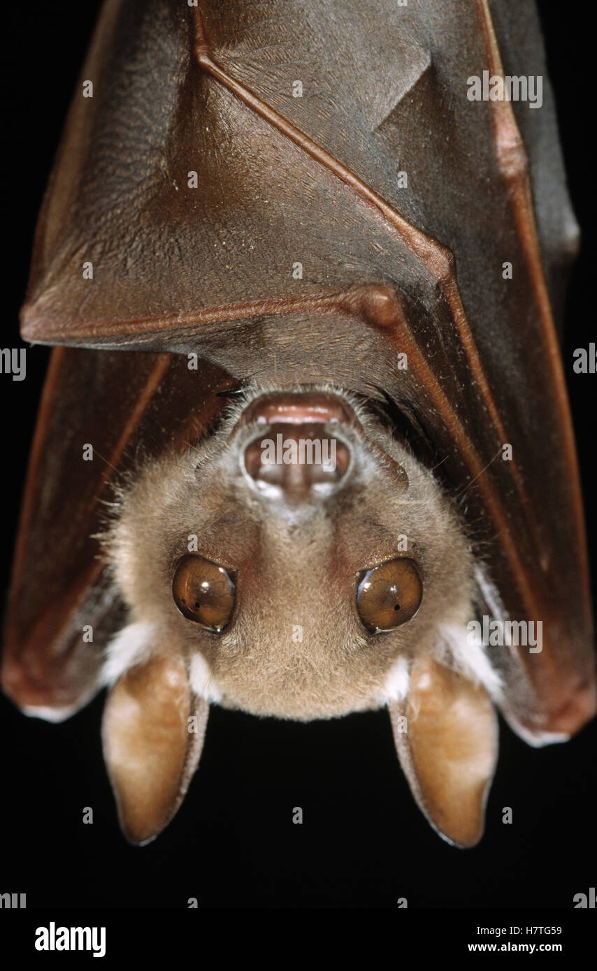 Buettikofer's Epauletted Bat (Epomops buettikoferi) close up of face ...