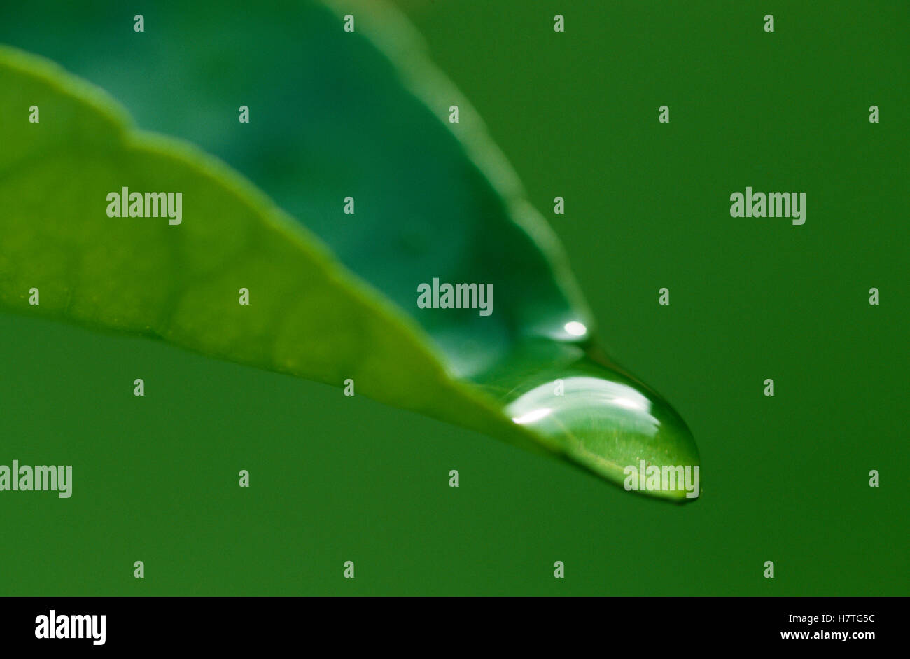 Drop of water on leaf Stock Photo - Alamy