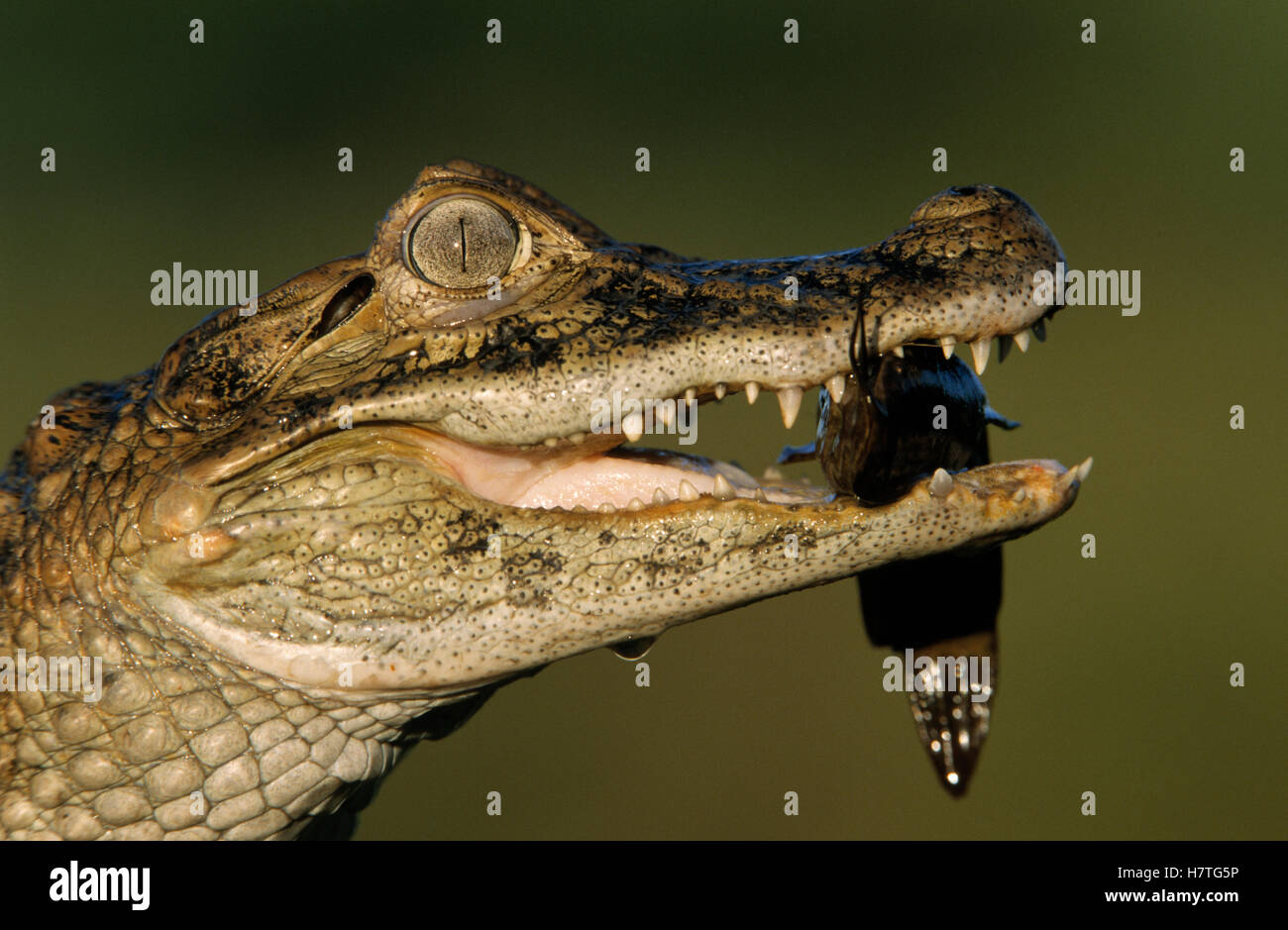 Broad-snouted Caiman (Caiman latirostris) with catfish clasped in jaw ...