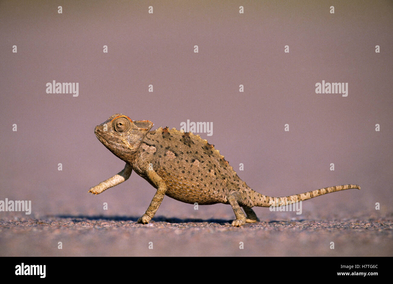Namaqua Chameleon (Chamaeleo namaquensis) crossing road Stock Photo - Alamy