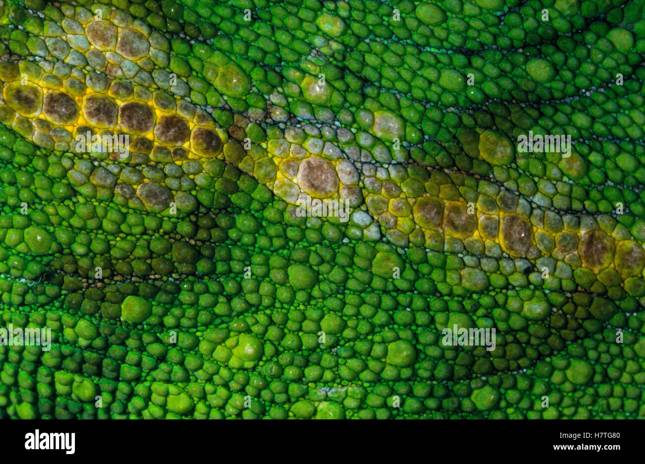 Spiny Desert Rhinoceros Chameleon (Furcifer antimena) skin of male ...