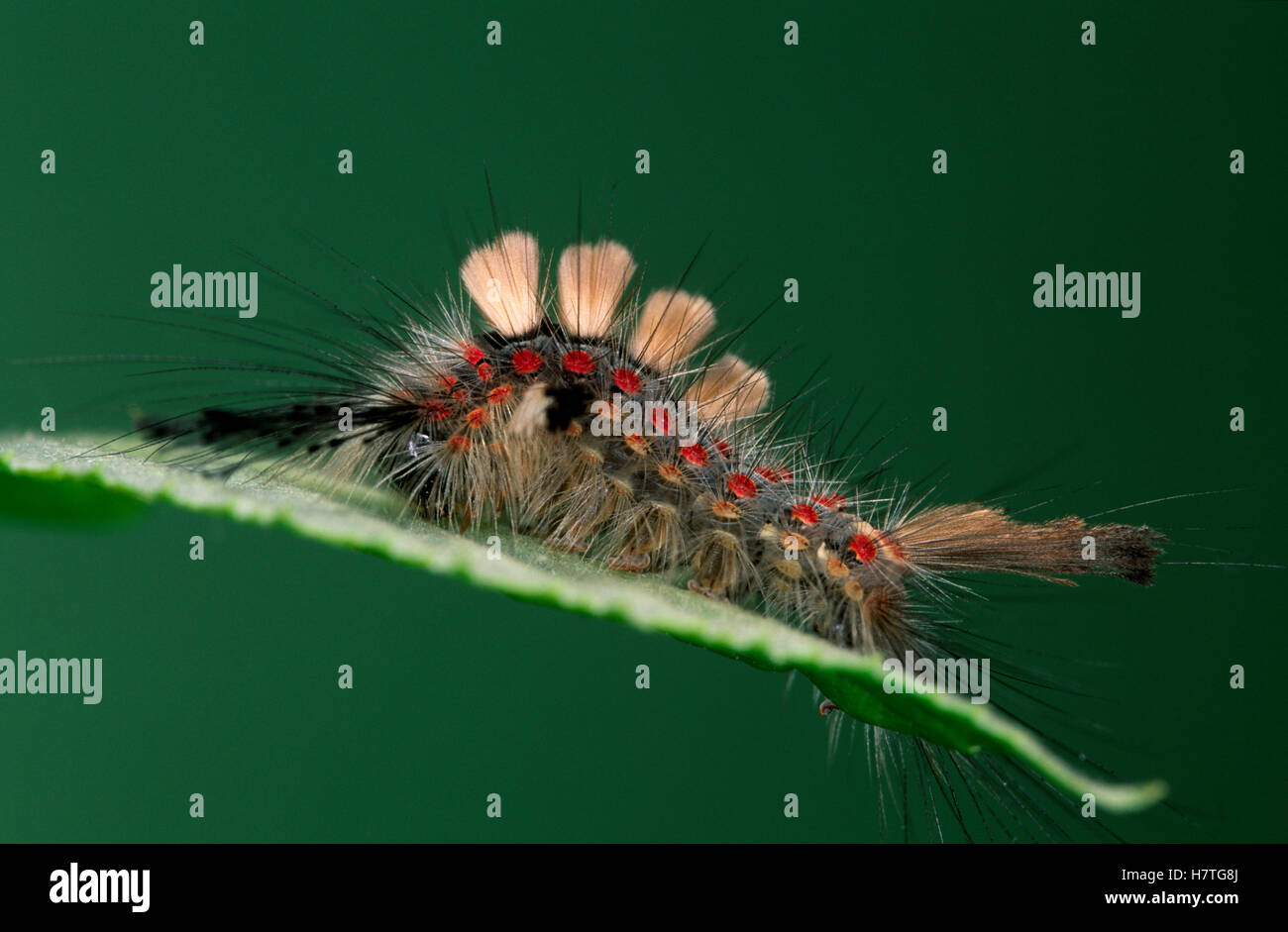 Rusty Tussock Moth (Orgyia antiqua) or Vapourer caterpillar, on leaf ...
