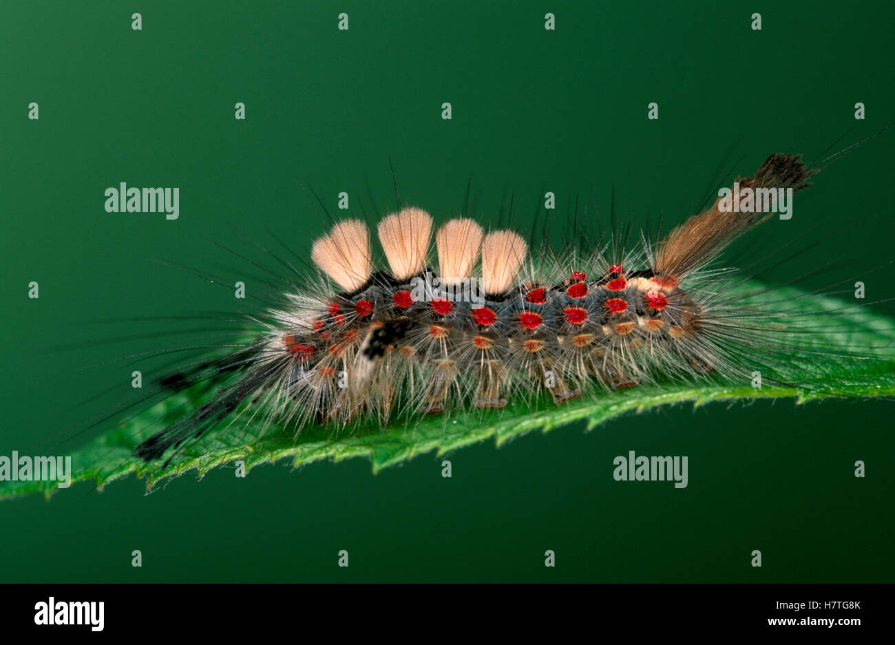 Rusty Tussock Moth (Orgyia antiqua) or Vapourer caterpillar, on leaf ...