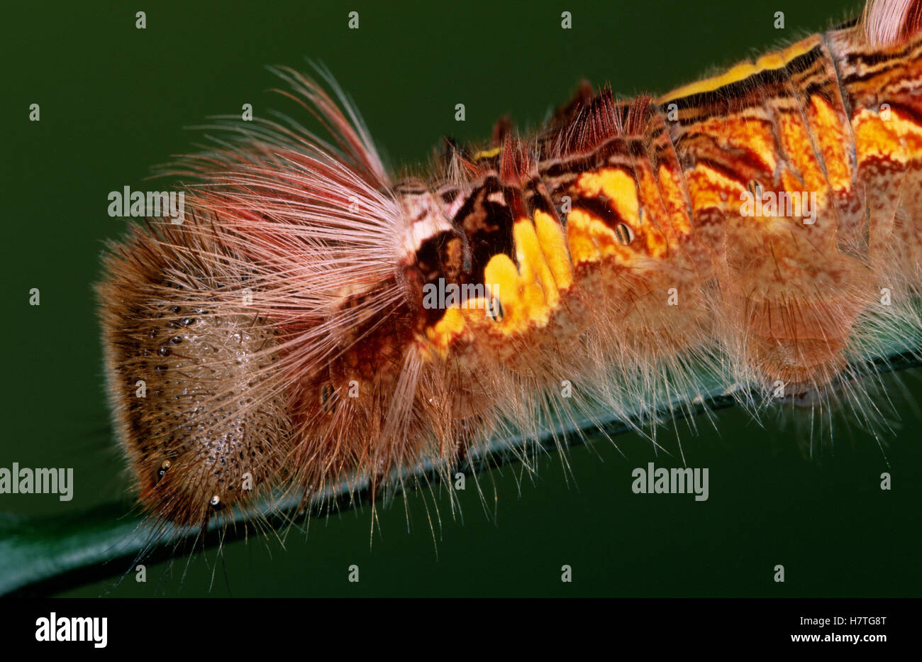 Blue Morpho (Morpho peleides) butterfly, caterpillar Stock Photo - Alamy
