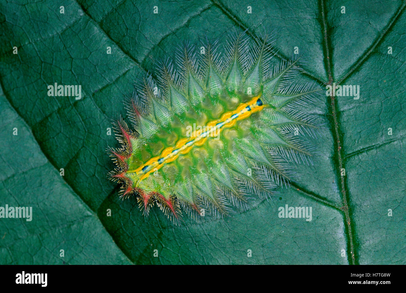 Cup Moth (Limacodidae) caterpillar on leaf Stock Photo - Alamy