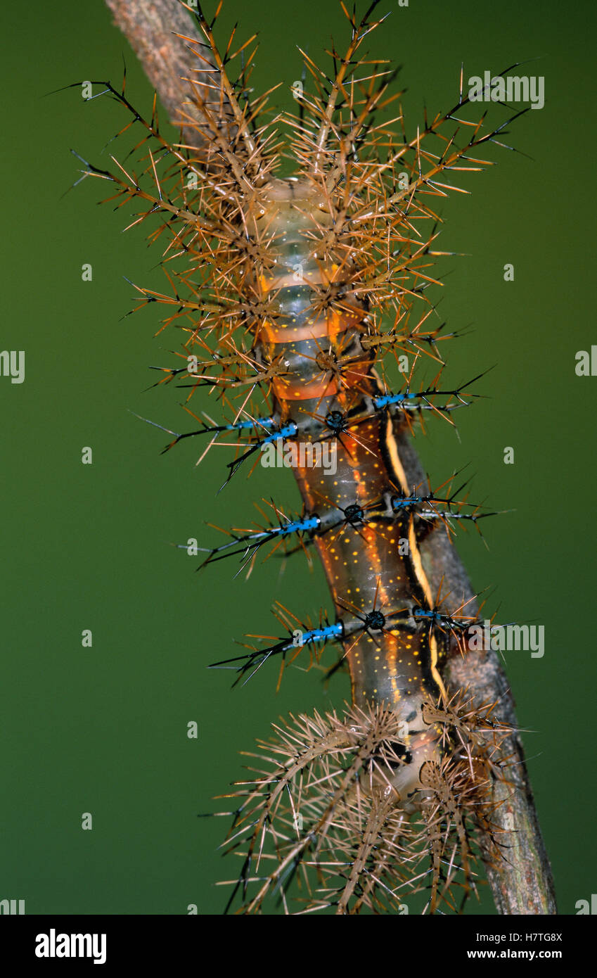 Moth (Automeris banus) caterpillar on twig Stock Photo - Alamy