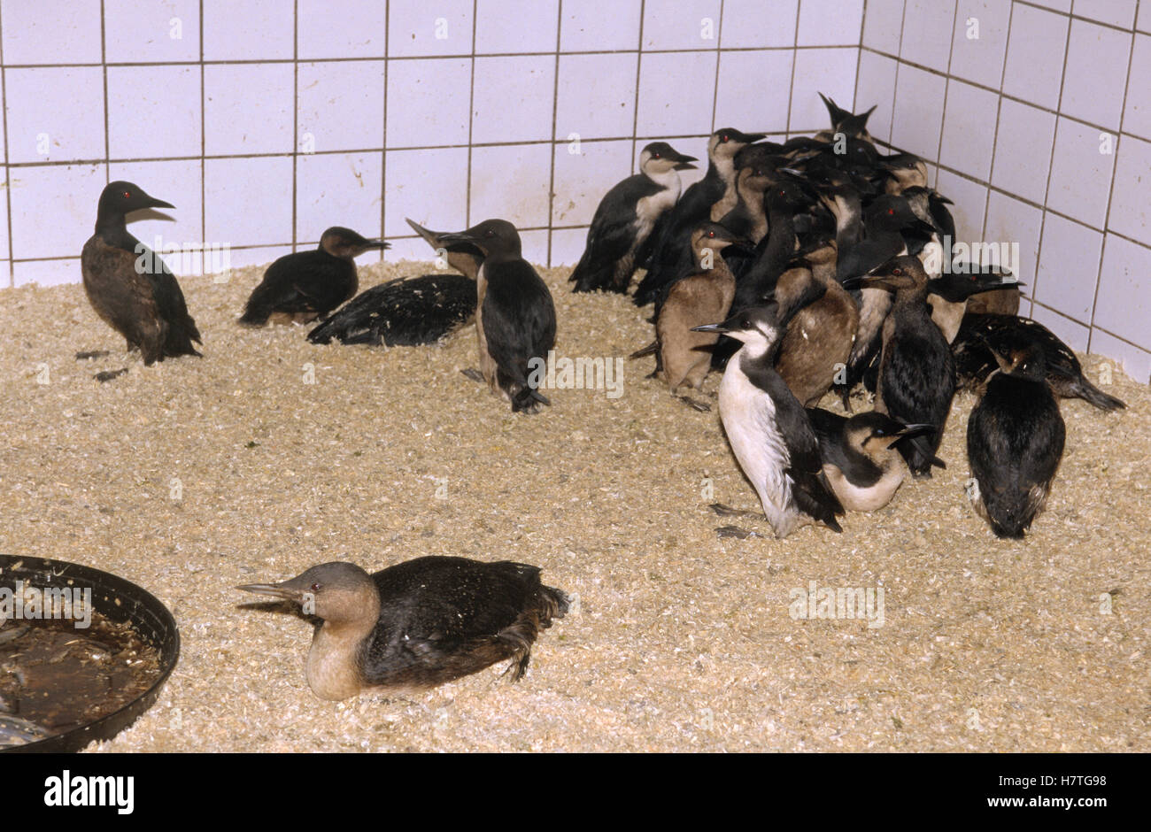 Bird rehabilitation center, Europe Stock Photo - Alamy