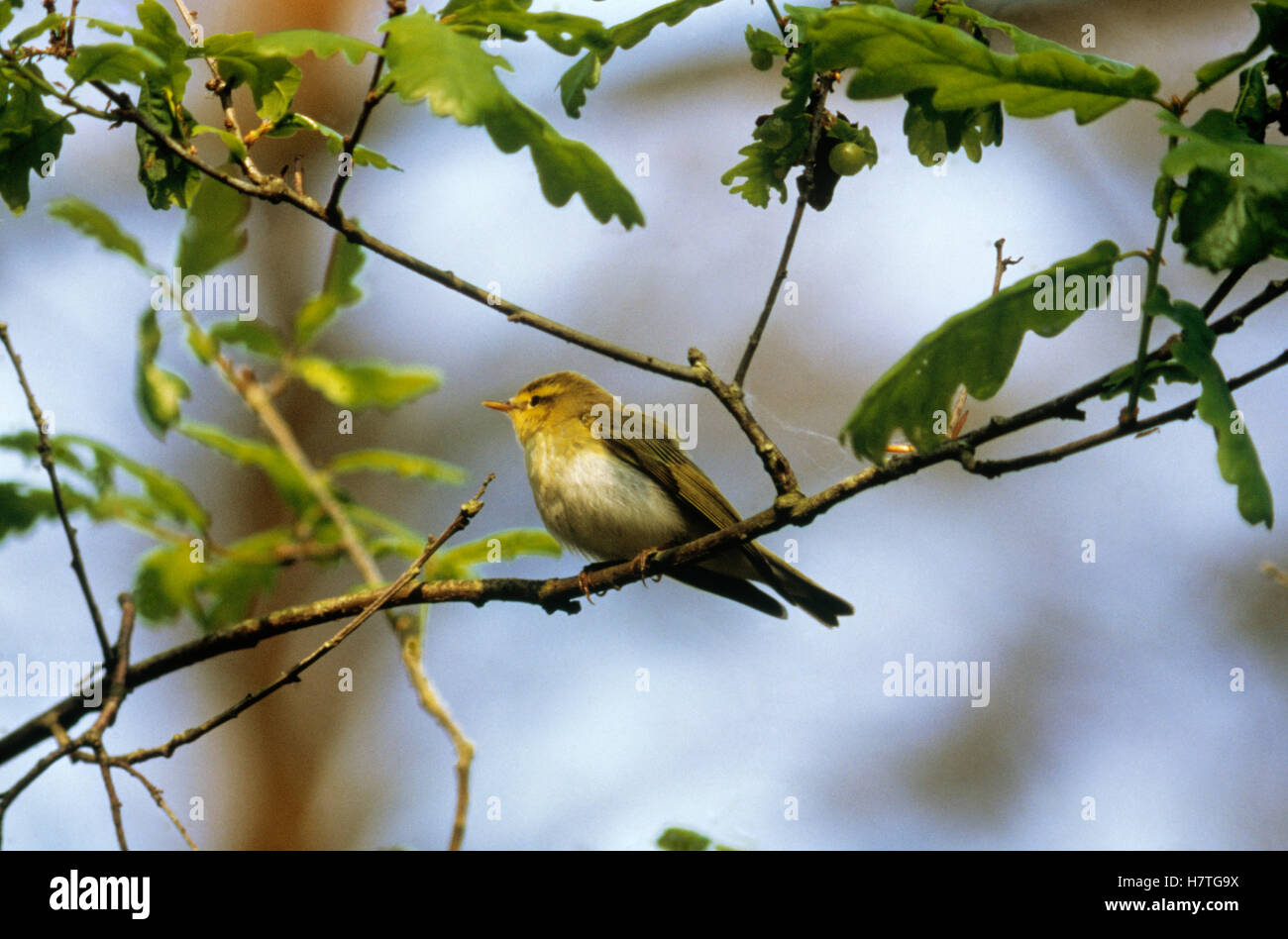 Wood Warbler (Phylloscopus sibilatrix) perched in tree, Europe Stock ...