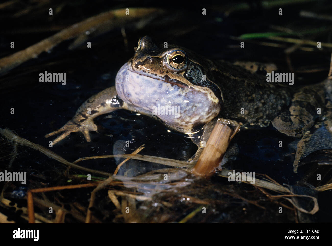 Common Frog (Rana temporaria) with inflated throat pouch, western ...