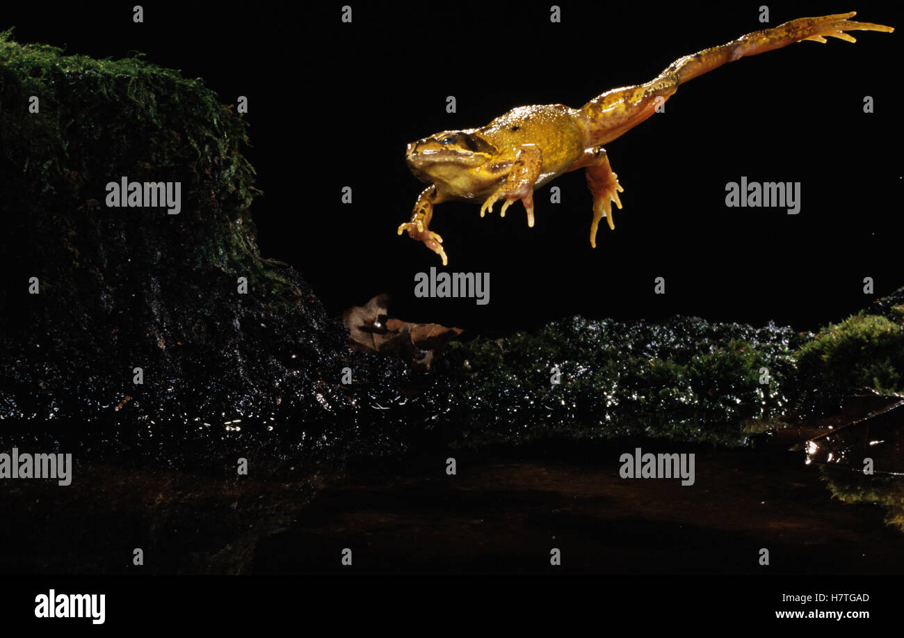 Common Frog (Rana temporaria) jumping into water, western Europe Stock ...