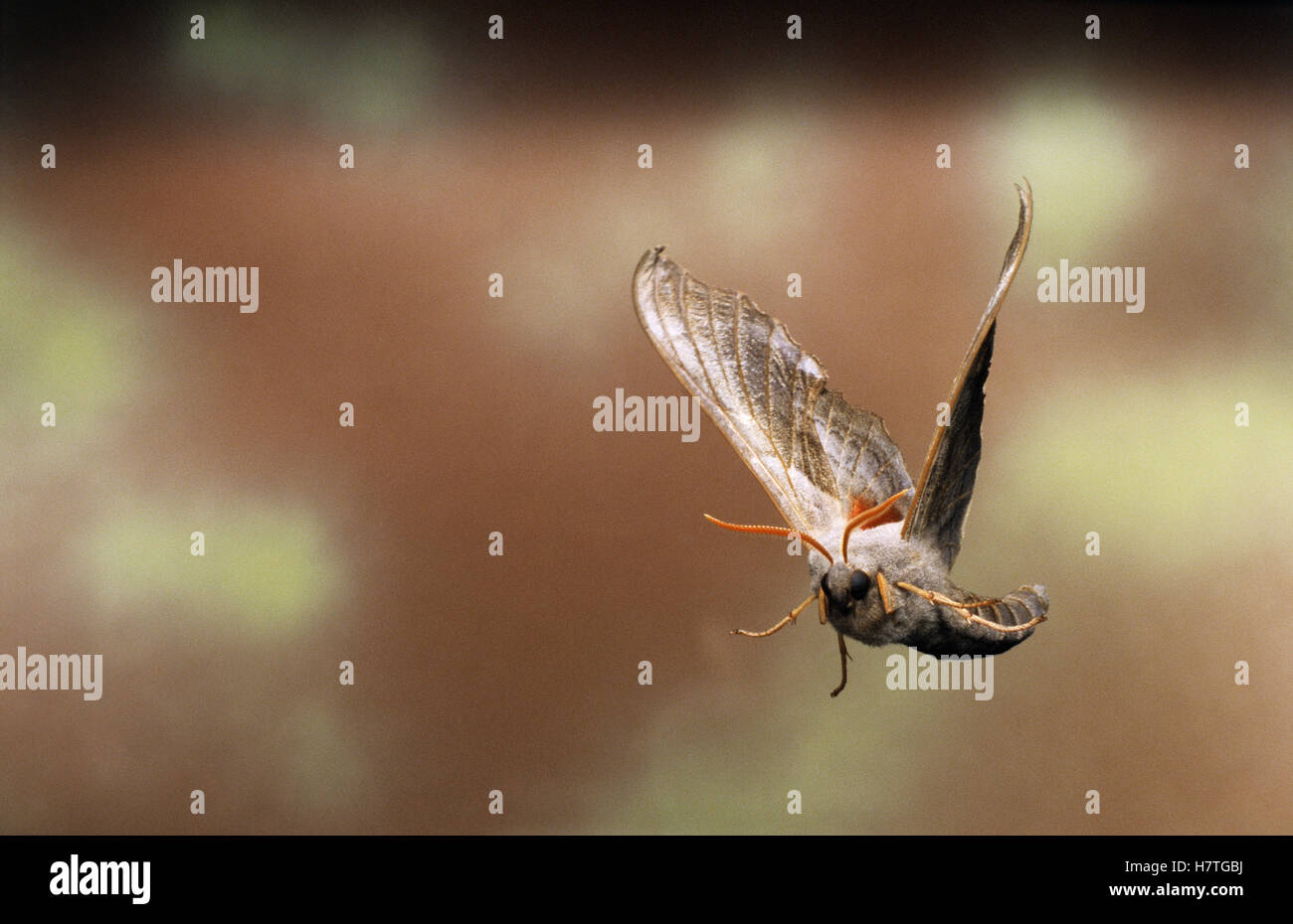 Poplar Hawk Moth (Laothoe populi) flying, western Europe Stock Photo ...
