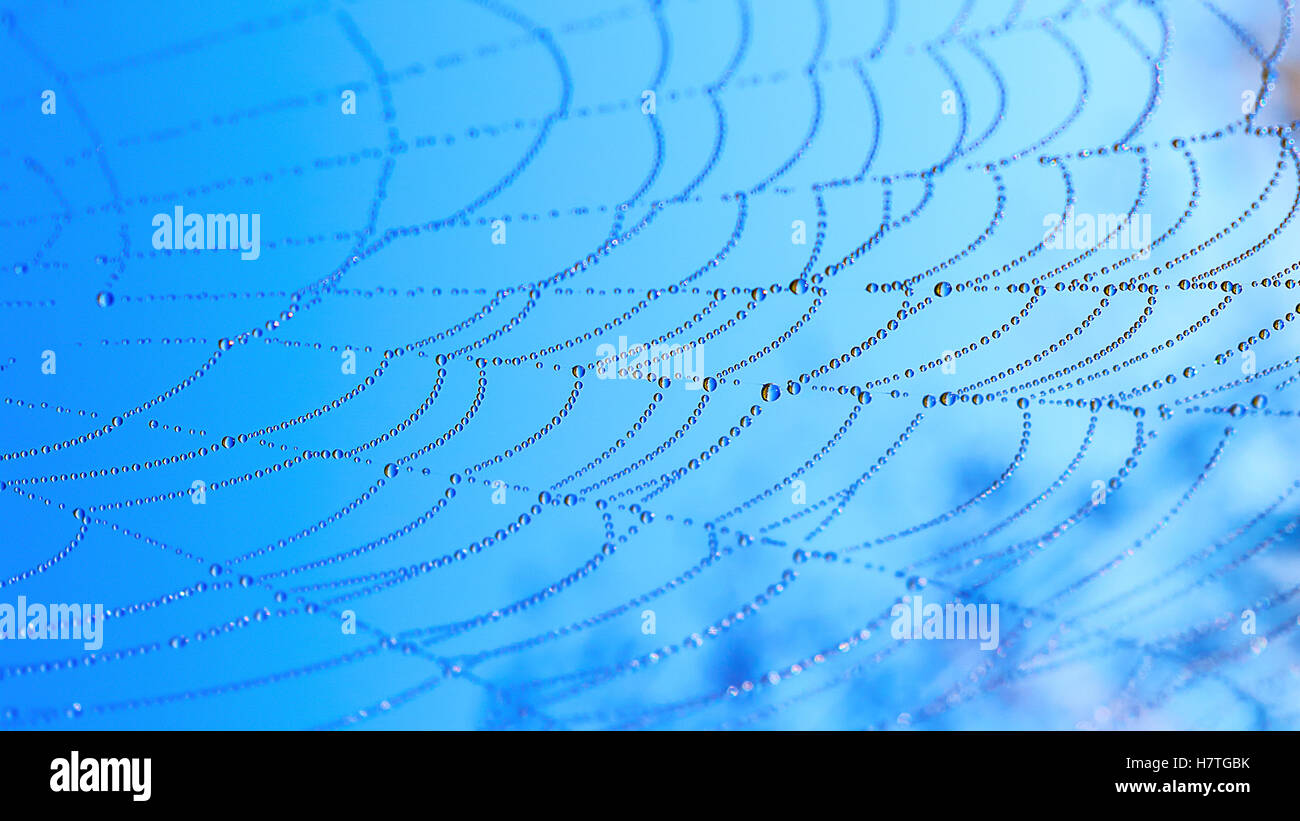 Water drops on spider web over blue sky background. Spider web with ...