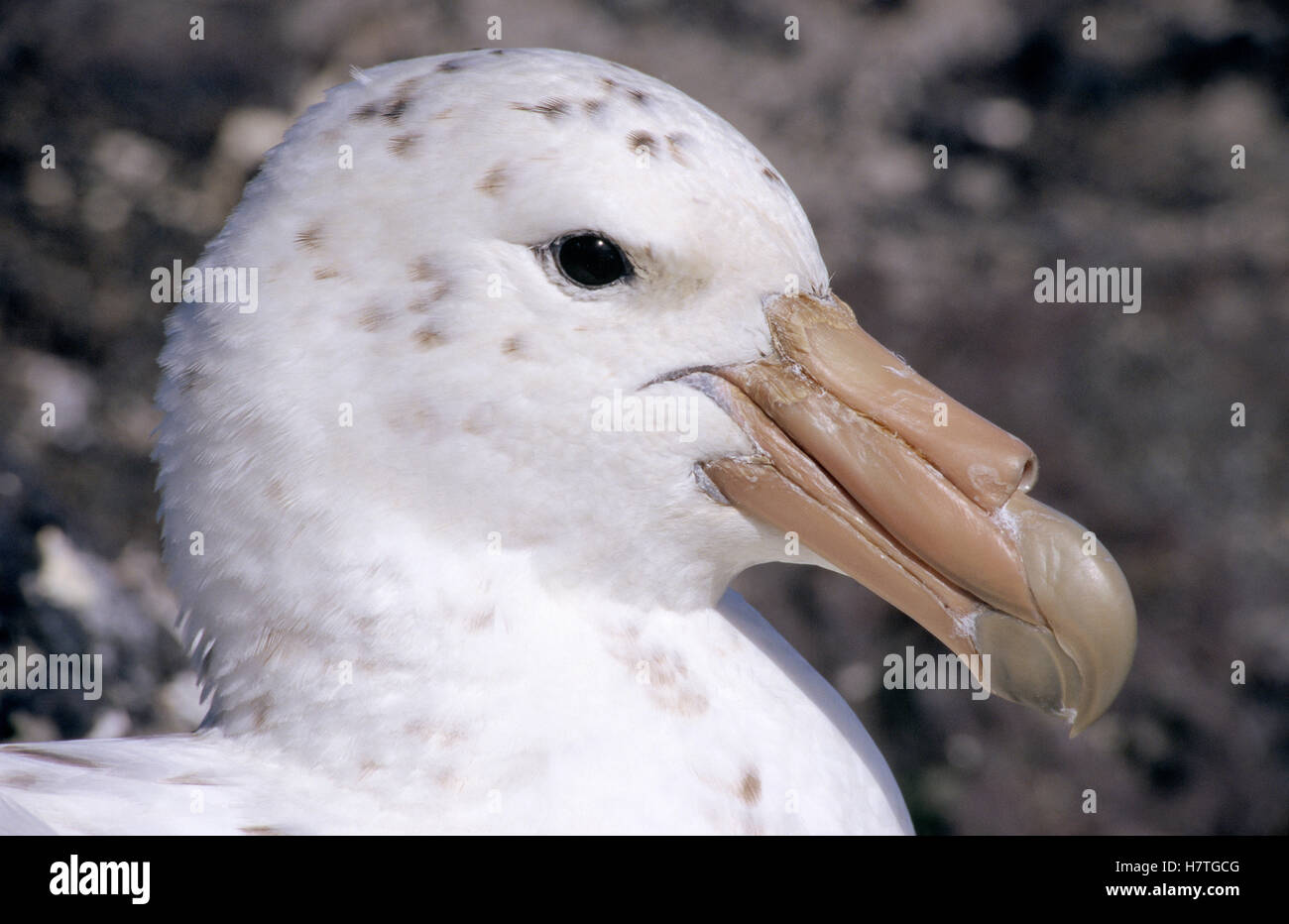Antarctic Giant Petrel (Macronectes giganteus) close up of head, sub ...
