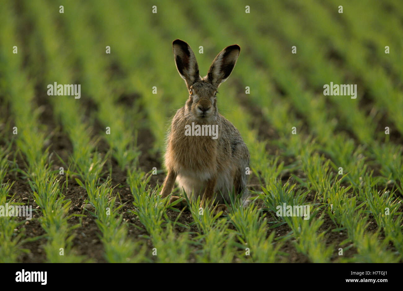 European Hare (Lepus europaeus) in recently planted agricultural field ...