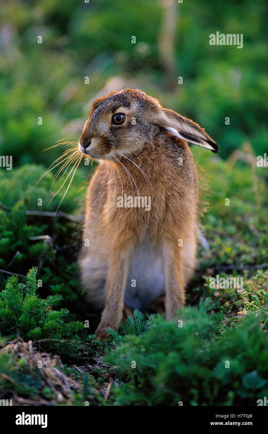 European Hare (Lepus europaeus) portrait, Europe Stock Photo - Alamy