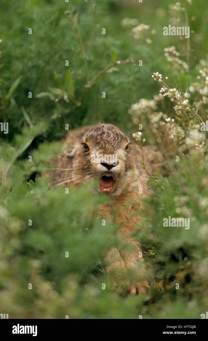 European Hare (Lepus europaeus) stretching and yawning, Europe Stock ...