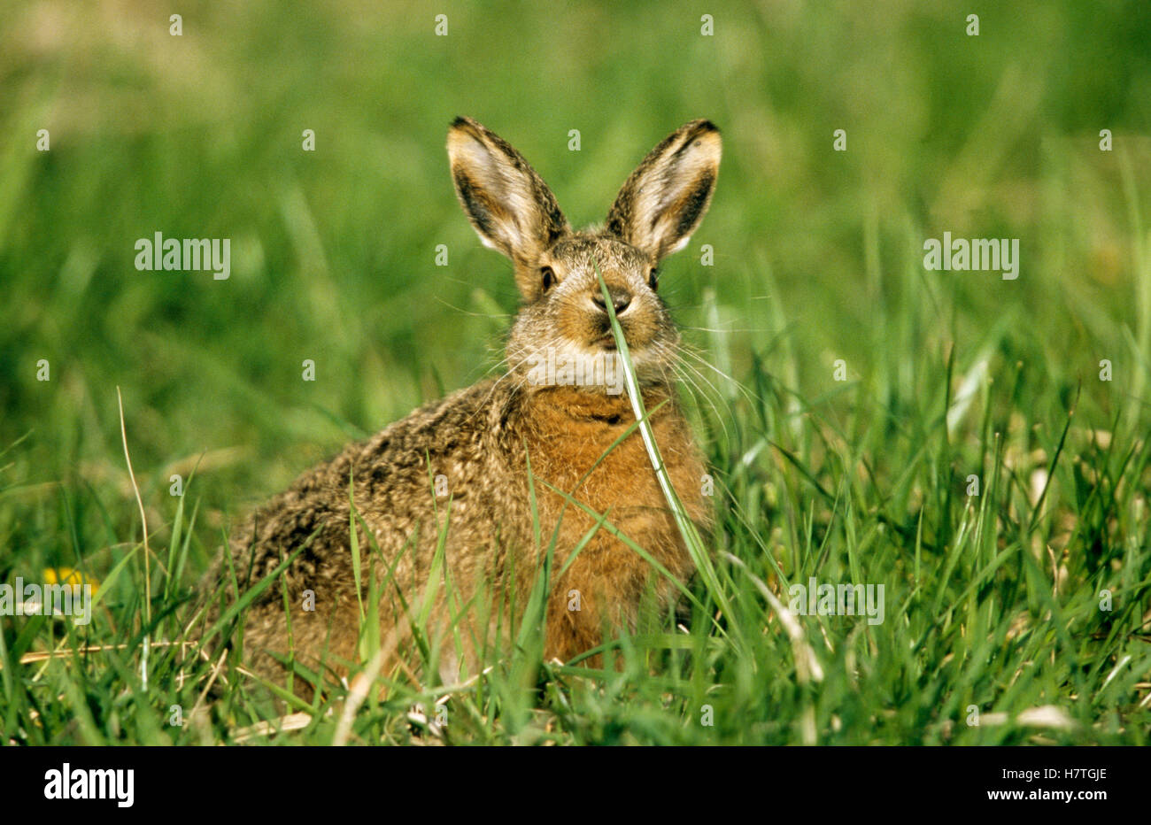European Hare (Lepus europaeus) in grass, Europe Stock Photo - Alamy