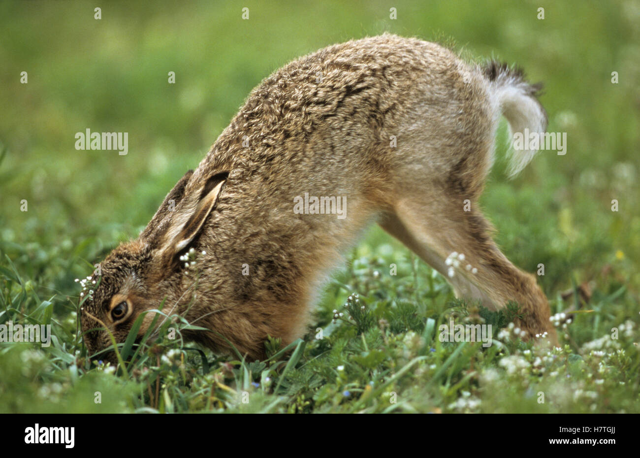 European Hare (Lepus europaeus) foraging, Europe Stock Photo - Alamy