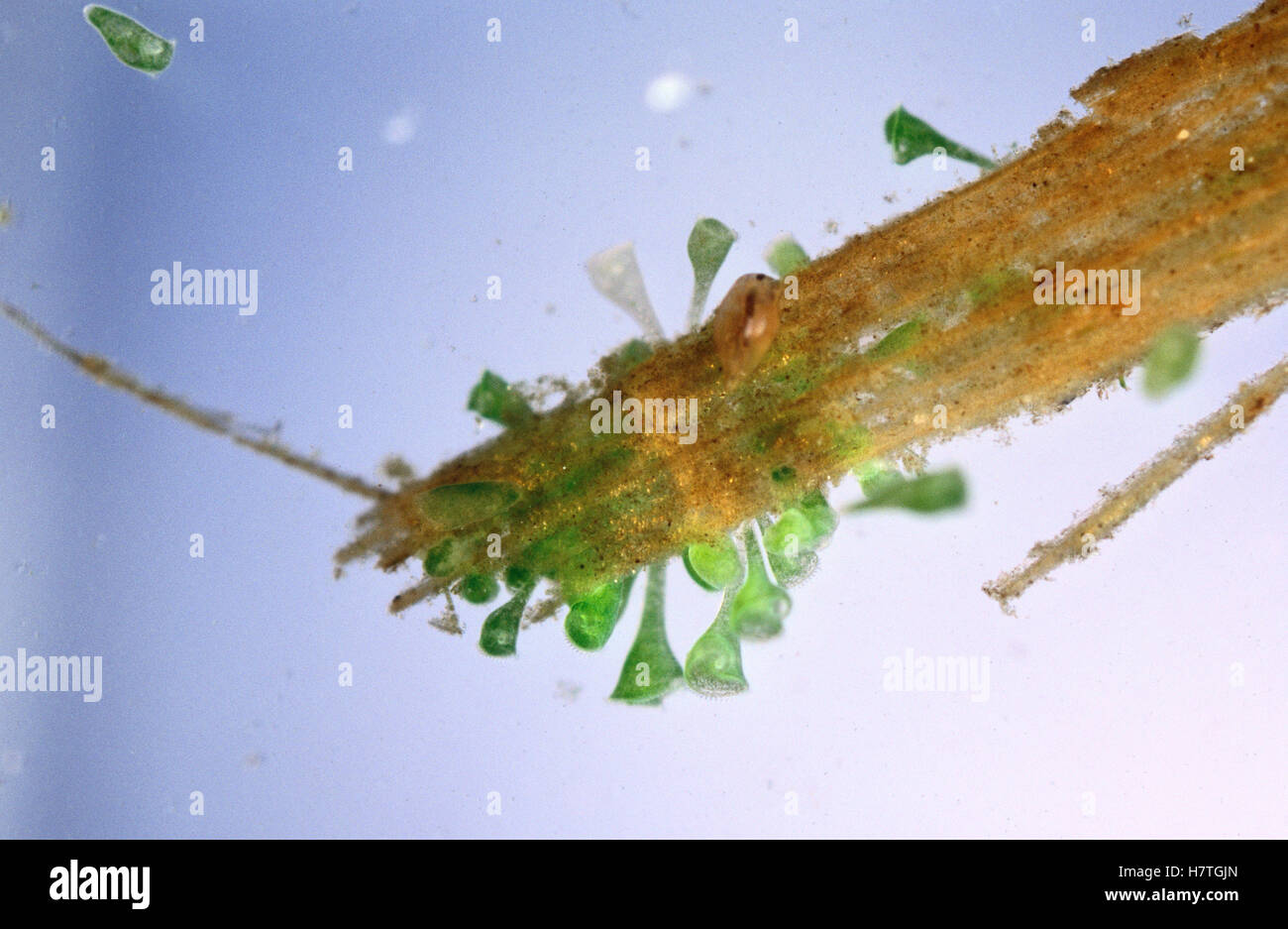 Protist (Stentor polymorphus) close up Stock Photo - Alamy