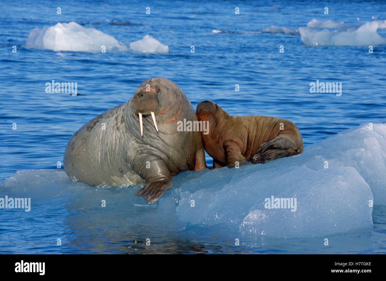 Atlantic Walrus (Odobenus rosmarus rosmarus) parent with young on ice ...