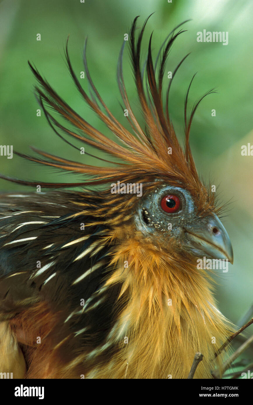 Hoatzin (Opisthocomus hoazin) portrait, South America Stock Photo - Alamy