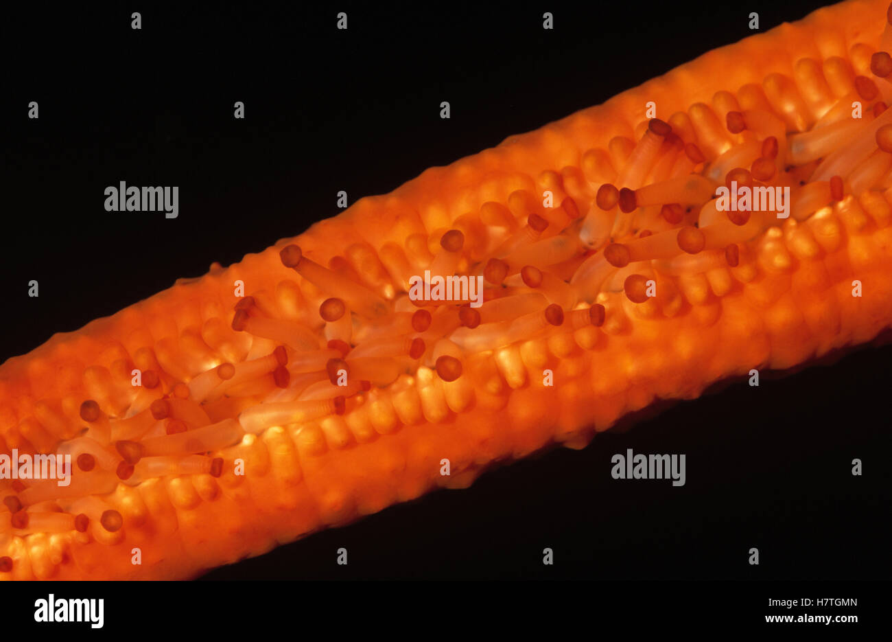 Red Starfish (Echinaster sepositus) arm Stock Photo - Alamy
