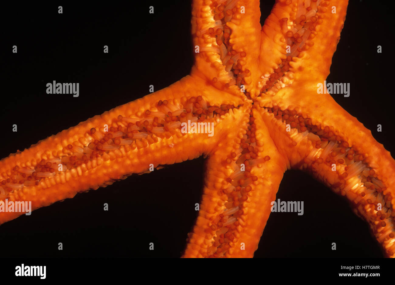 Red Starfish (Echinaster sepositus) close up underside Stock Photo - Alamy