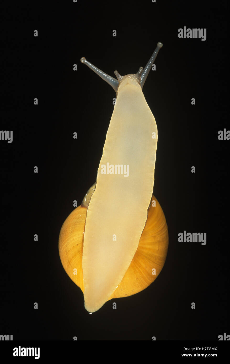 Snail (Helicidae) on glass, showing underside Stock Photo - Alamy