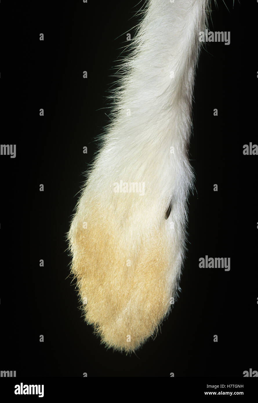 Mountain Hare (Lepus timidus) detail of foot Stock Photo - Alamy