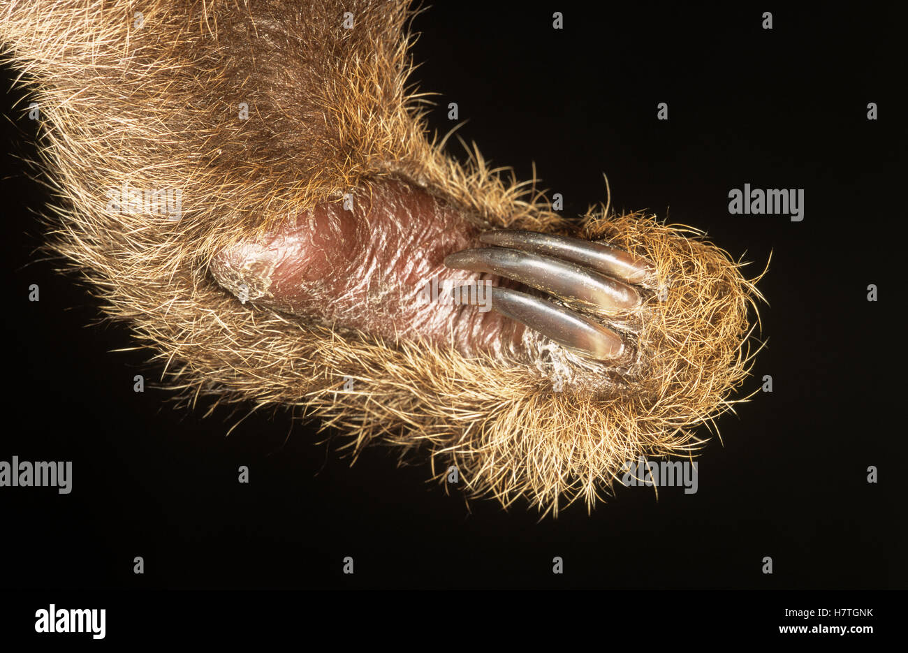 Hoffmann's Two-toed Sloth (Choloepus hoffmanni) detail of claws and ...