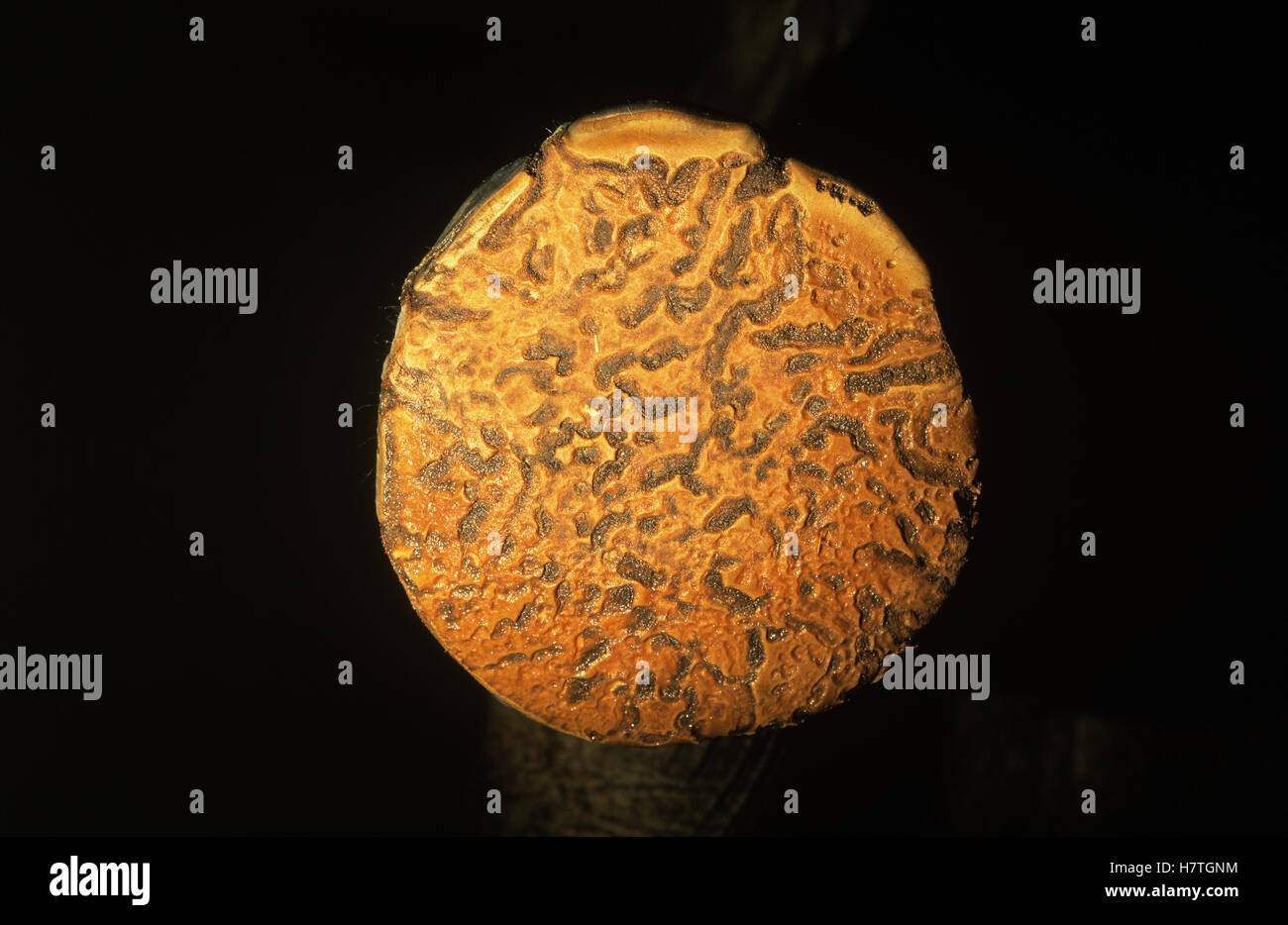 African Elephant (Loxodonta africana) detail of the bottom of an ...