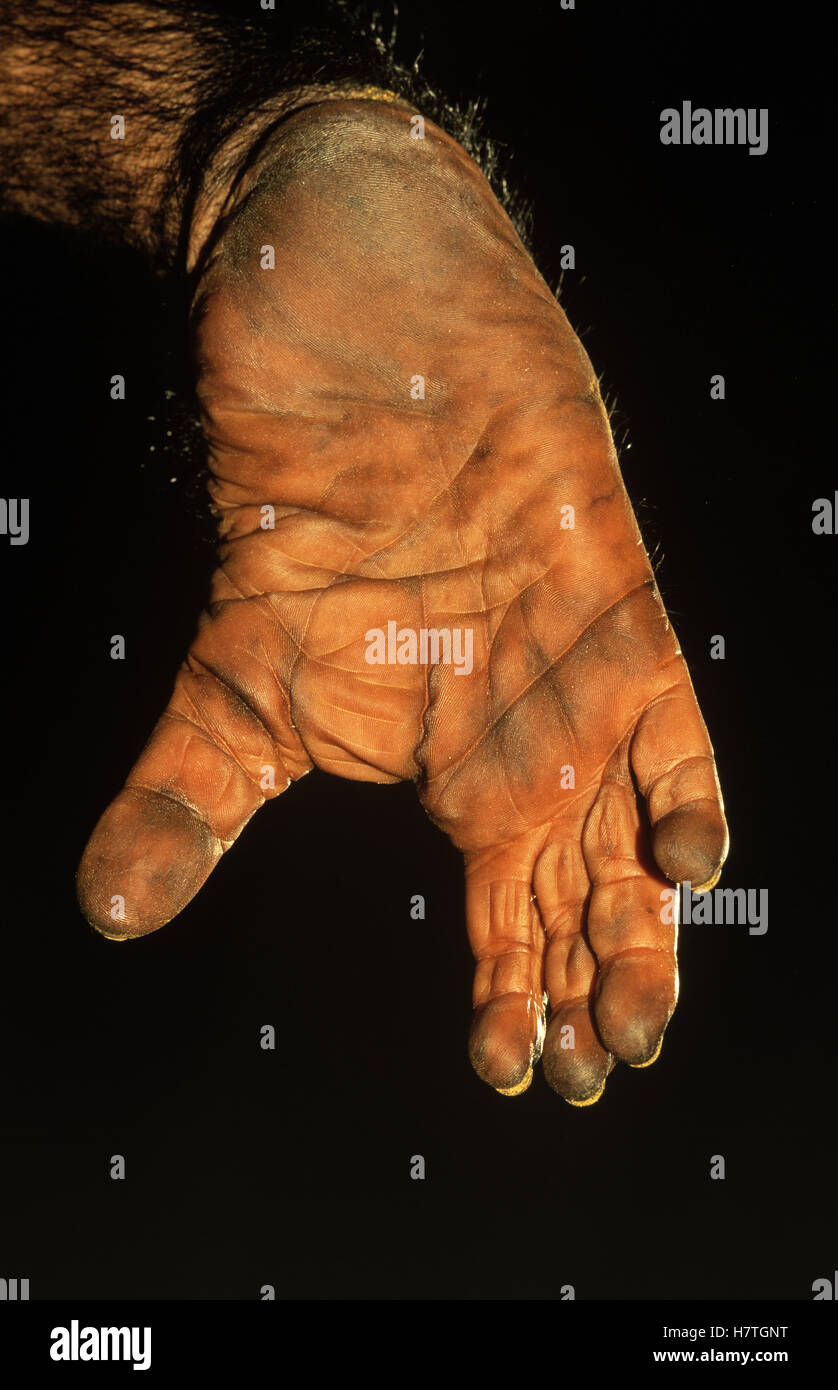 Chimpanzee (Pan troglodytes) detail of foot Stock Photo - Alamy