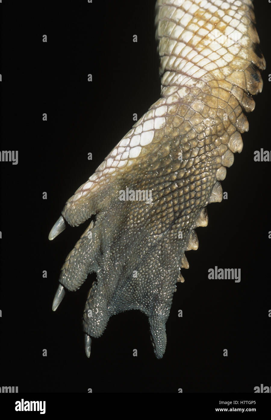 Crocodile foot claw High Resolution Stock Photography and Images - Alamy