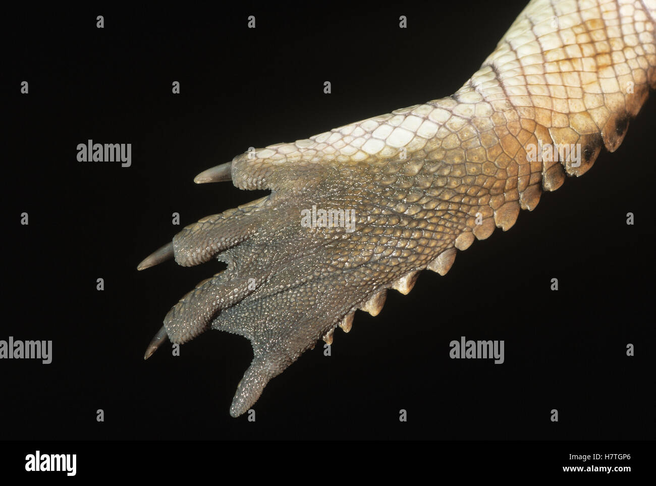Crocodile claw foot hi-res stock photography and images - Alamy