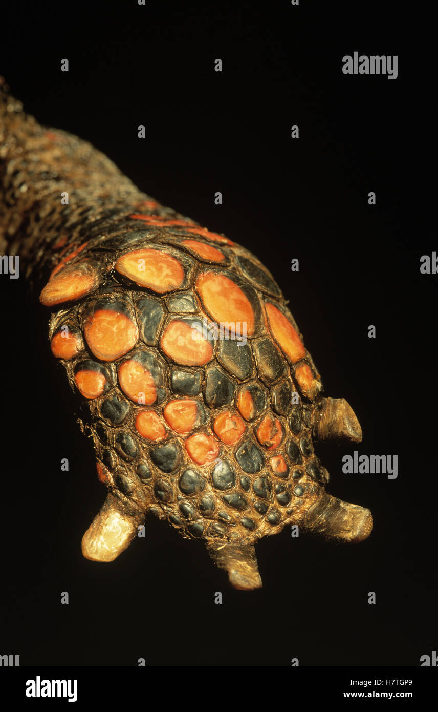 Yellow-footed Tortoise (Geochelone denticulata) detail of foot ...