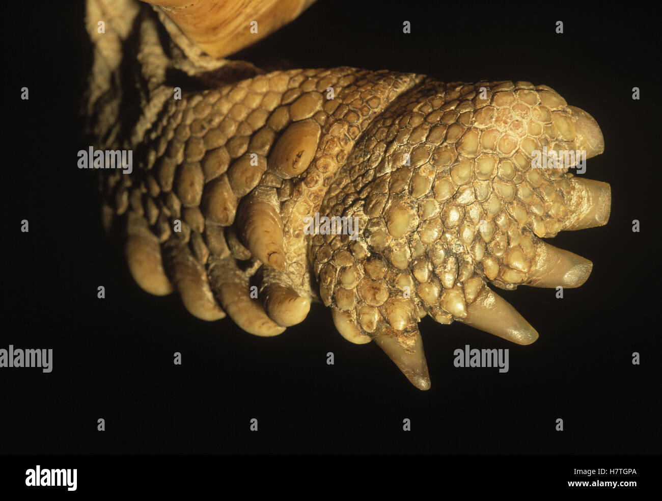 African Spurred Tortoise (Geochelone sulcata) underside detail of foot ...