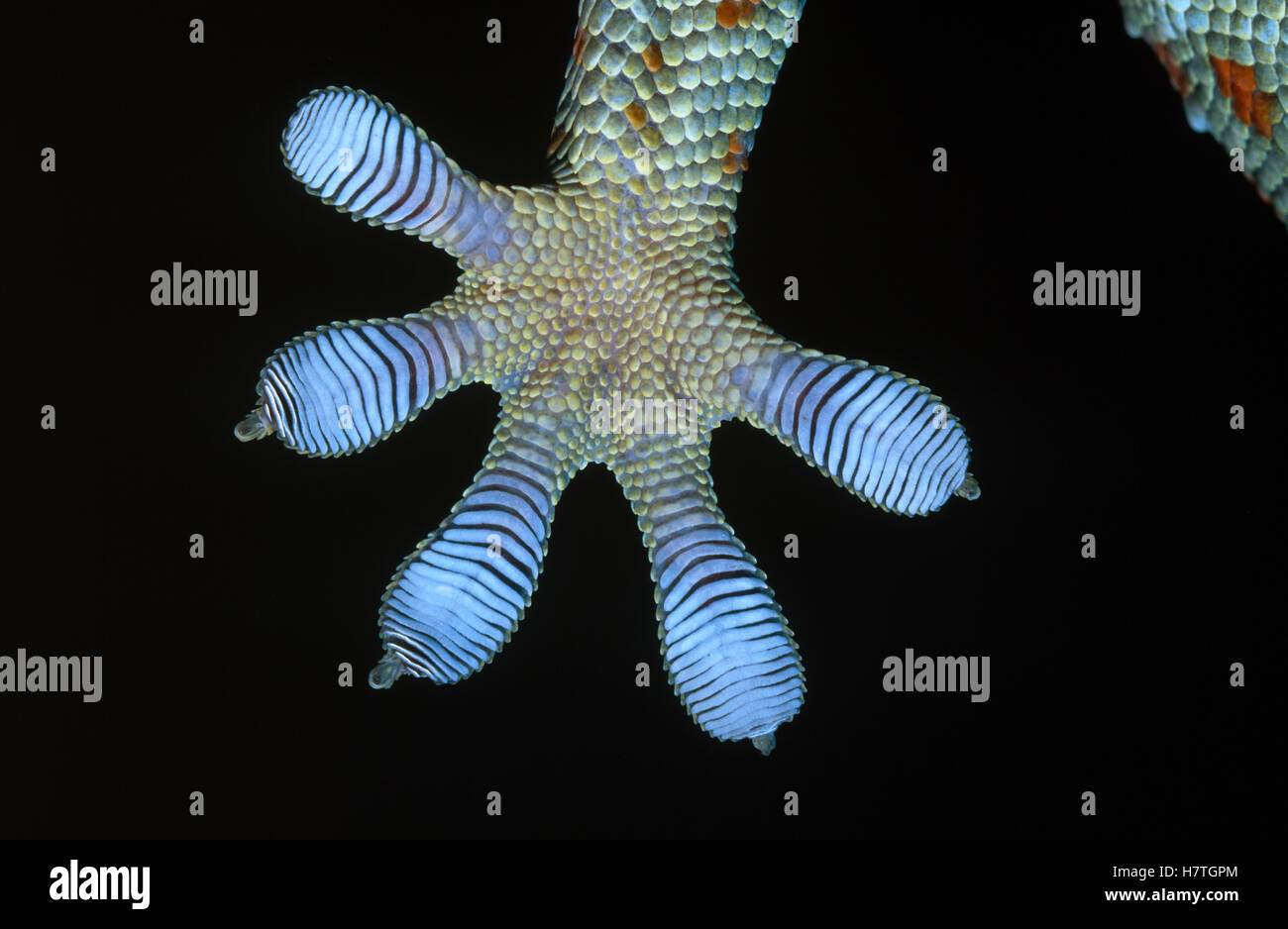 Tokay Gecko (Gecko gecko) underside detail of foot with scales that ...