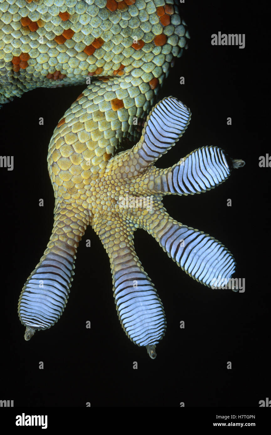 Tokay Gecko (Gecko gecko) underside detail of foot with scales that ...
